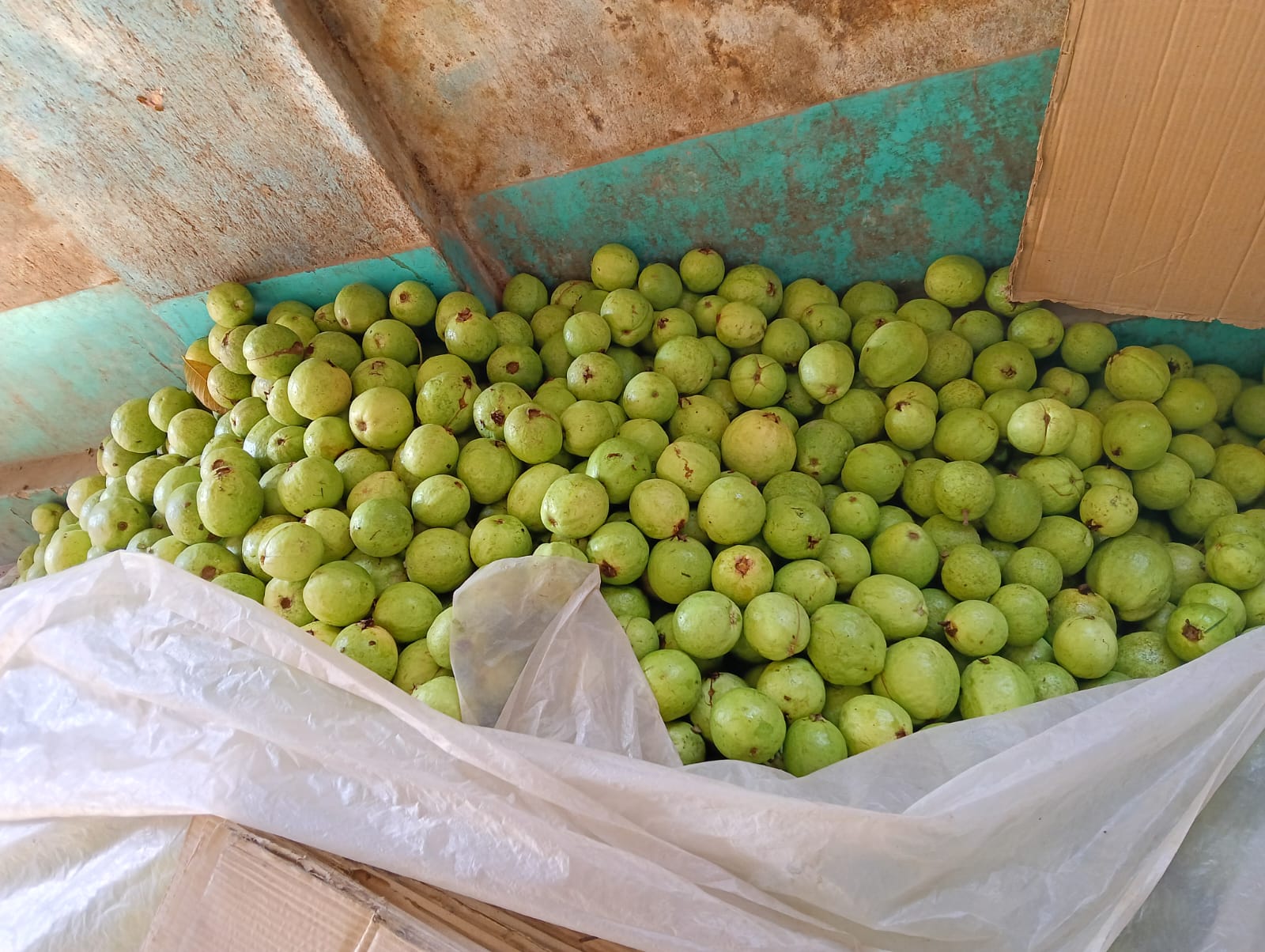 Guava (Amrood) 500 KG [ Wholesale Supplier ] - Vhumi Agri Marketplace
